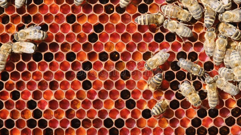 Honeycomb with Bee Bread. Bees Pack Honeycomb with Bee Bread. Honeycomb ...