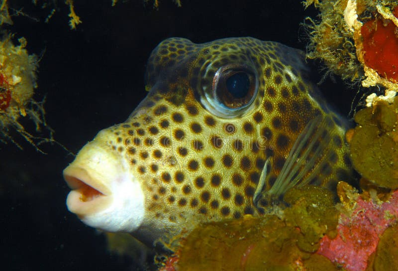 Honeycomb cowfish stock image. Image of closeup, head - 19009229