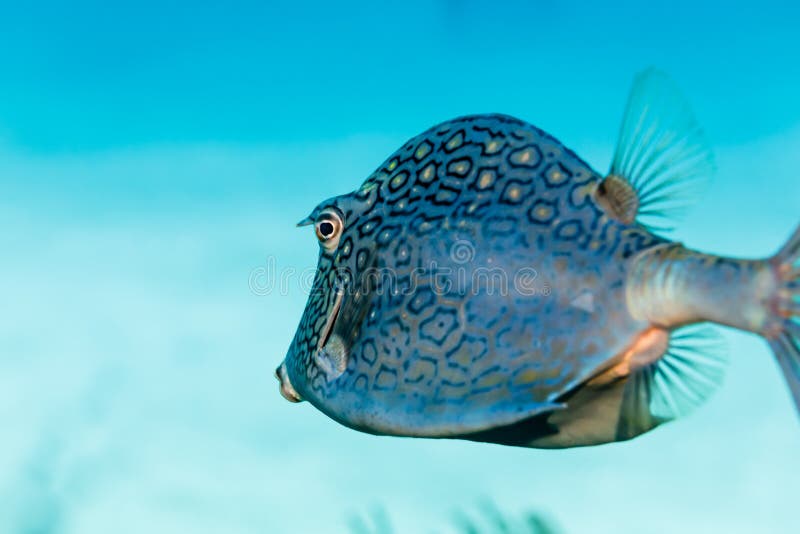 Honeycomb Cowfish stock image. Image of florida, atlantic - 17566545