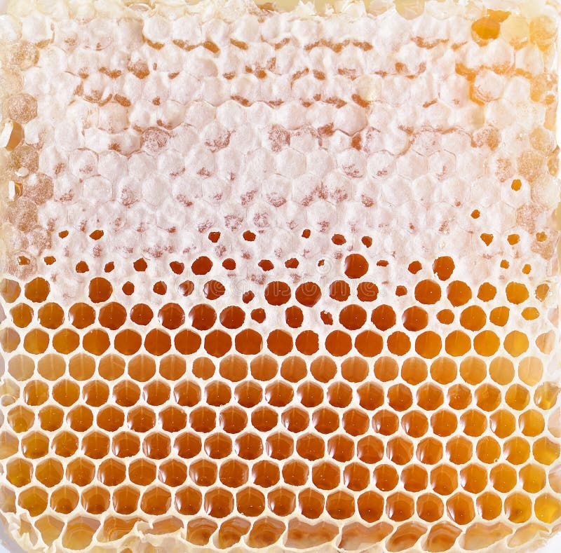 Honeycomb Filled with Honey Texture Stock Photo - Image of honeycomb ...