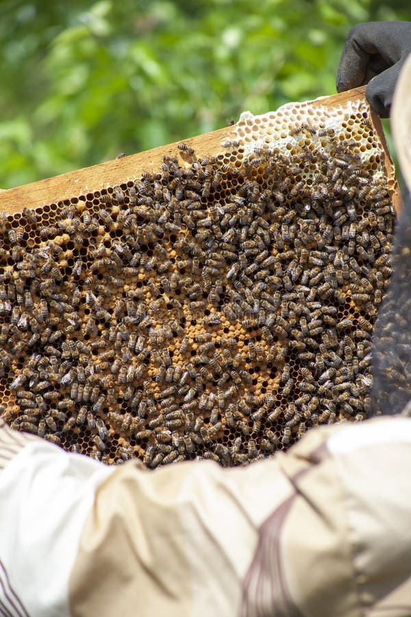Honeycomb Frame with Bees on it in the Hands of a Beekeeper. Stock ...