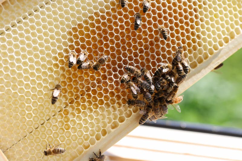 Honeycomb Frame, Comb with Honey and Bees Stock Photo - Image of ...