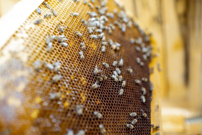 Lots of Bees Close-up. Bees are Insects Stock Image - Image of hive ...