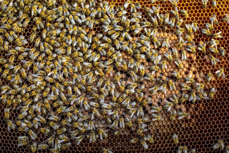 Lots of Bees Close-up. Bees are Insects Stock Image - Image of hive ...