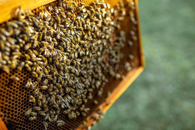 Lots of Bees Close-up. Bees are Insects Stock Image - Image of hive ...