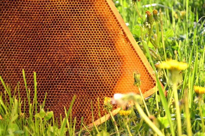 Honeycomb Frame on a Spring Meadow Stock Image - Image of beeswax ...