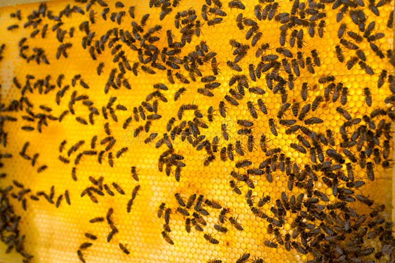 Honeycomb Full of Bees Closeup Stock Photo - Image of nature, brown ...