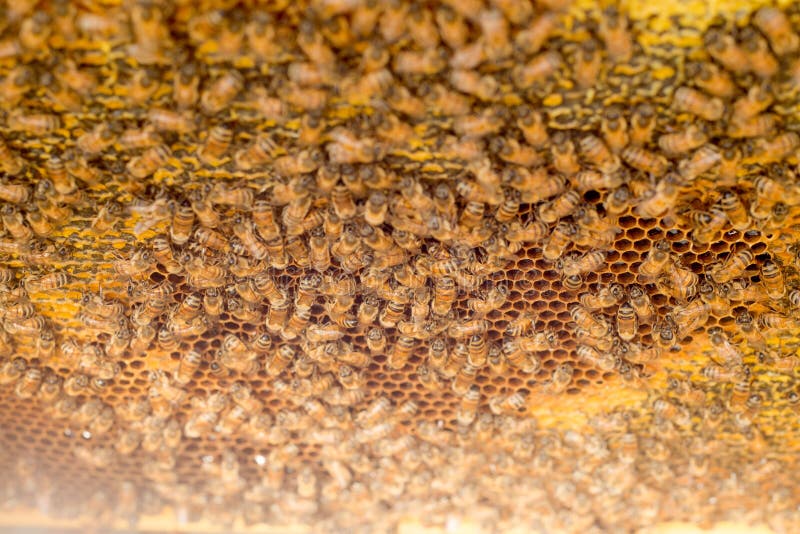 Honeycomb Full of Bees Closeup Stock Image - Image of natural, closeup ...