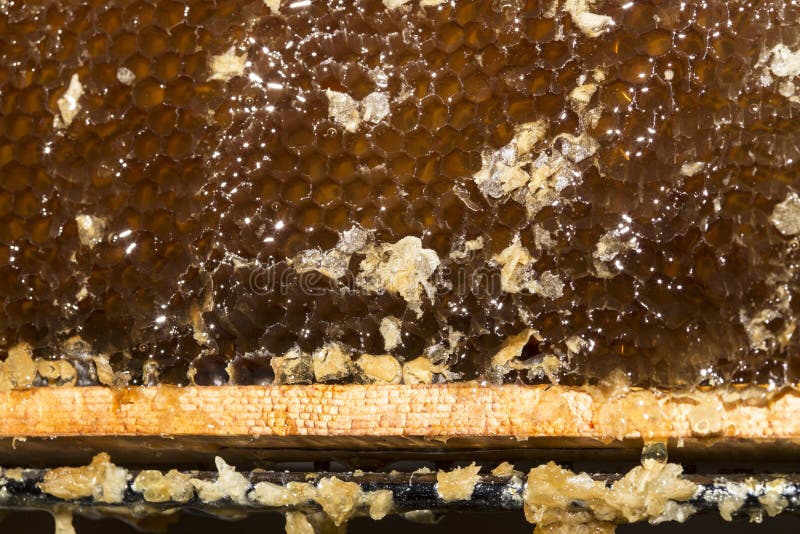 Honeycomb stock image. Image of bees, full, health, force - 57692101