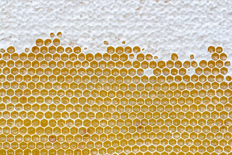 Honeycomb full of honey stock photo. Image of sweet - 133991626