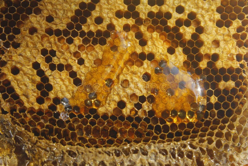 Honeycomb full of honey stock image. Image of seasoning - 49528407