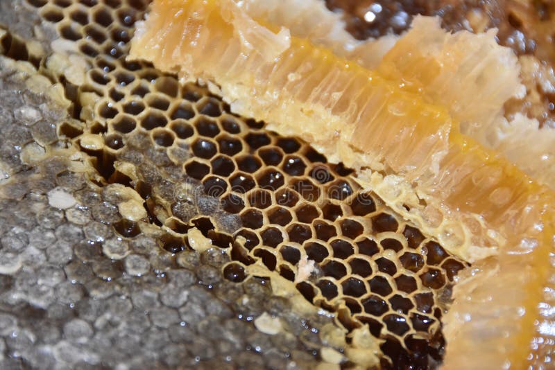 Honeycomb full of honey stock photo. Image of natural - 133991684