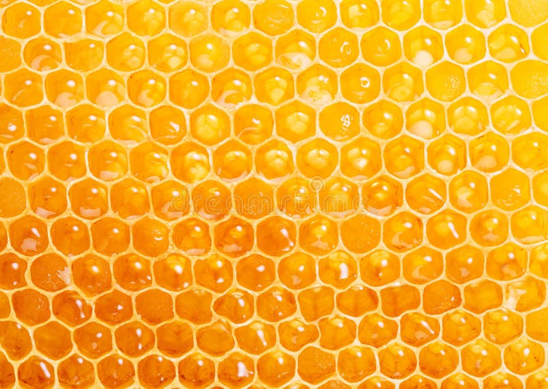 Honeycomb. High-quality Picture Stock Photo - Image of nutrition ...