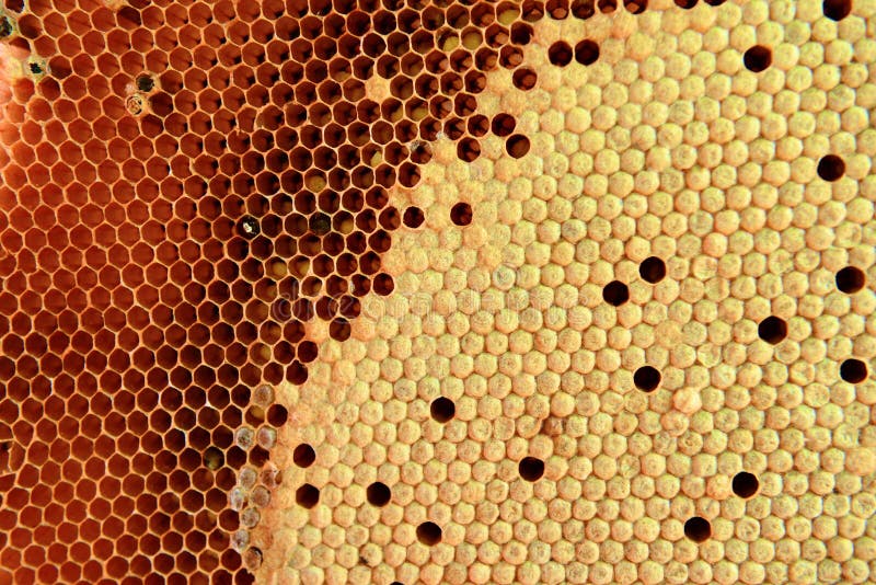 Honeycomb stock image. Image of honeycomb, efficiency - 36172585