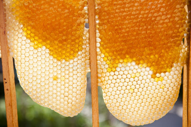 Honeycomb like a lungs stock photo. Image of usefool - 57409858