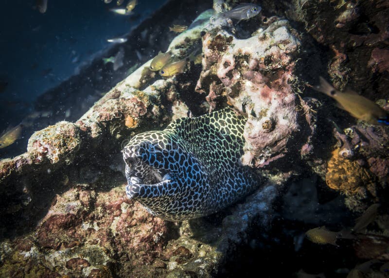 Honeycomb Moray Eel on a Sunken Ship at Night Stock Photo - Image of ...