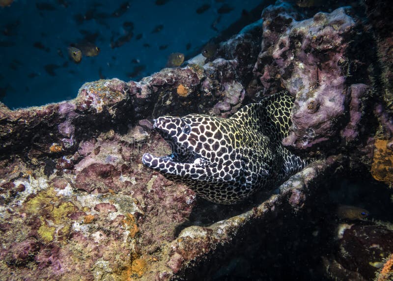Honeycomb Moray Eel on a Sunken Ship at Night Stock Photo - Image of ...