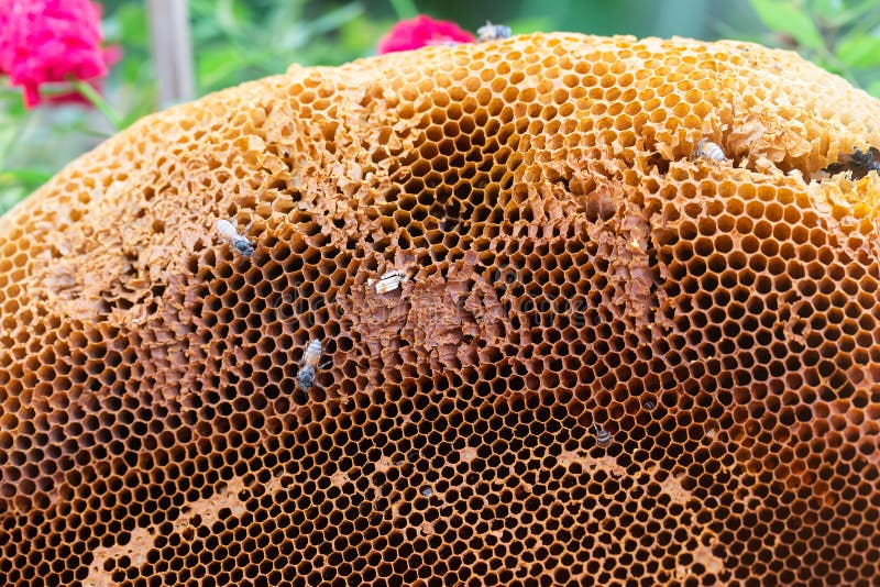 Honeycomb stock photo. Image of beehive, nature, food - 46077402