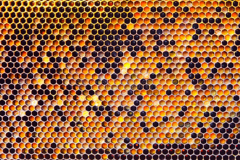 25,479 Honeycomb Camo Pattern Stock Photos - Free & Royalty-Free Stock ...