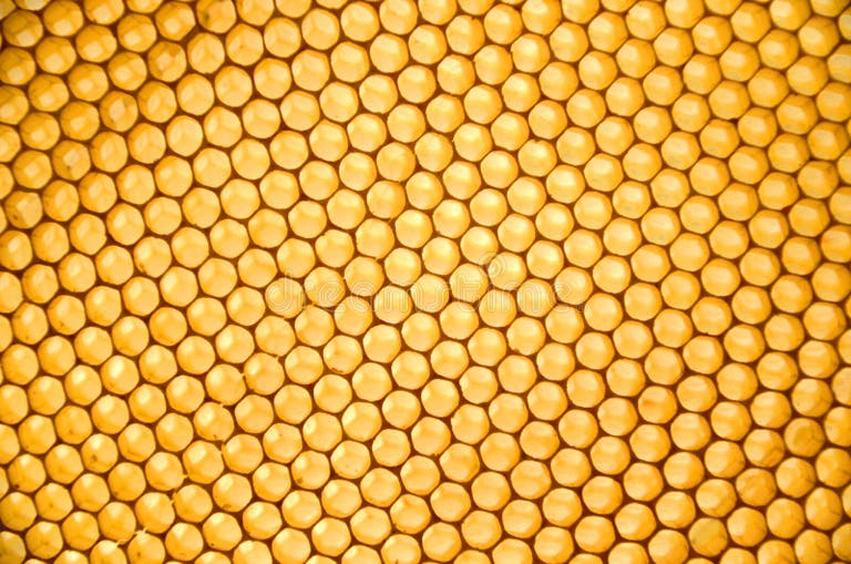Regular Empty Honeycomb Cells Stock Photos - Free & Royalty-Free Stock ...