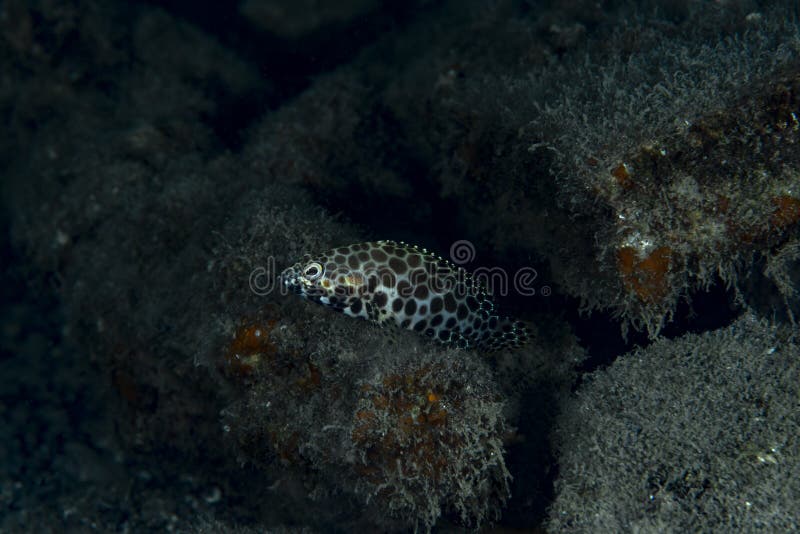 Honeycomb Rock Cod Epinephelus Merra Stock Image - Image of lips, palau ...