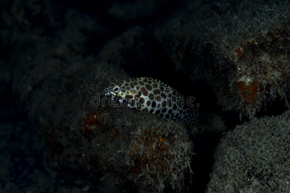 Honeycomb Rock Cod Epinephelus Merra Stock Image - Image of merra, fish ...