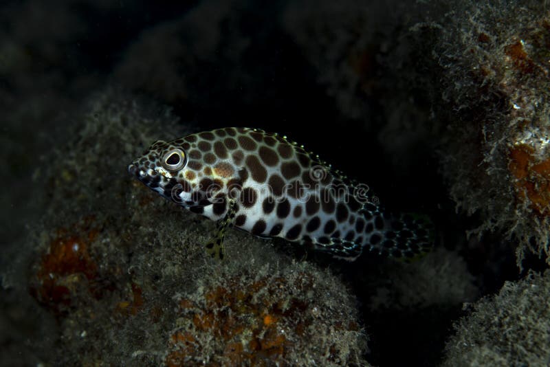 Honeycomb Rock Cod Epinephelus Merra Stock Photo - Image of lips ...