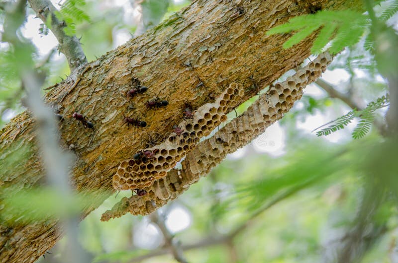 Honeycomb stock image. Image of comb, nature, home, house - 43712589