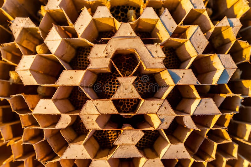 Honeycomb Structure, Wooden Frame, Natural Pattern Stock Illustration ...