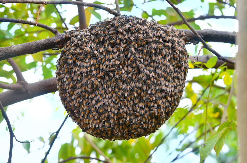 Honeycomb on the tree. stock photo. Image of cell, honeycomb - 70765582