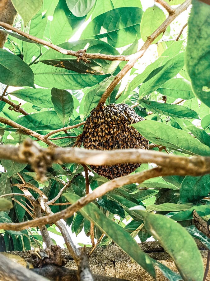 Honeycomb on a tree stock photo. Image of green, twigs - 218835550