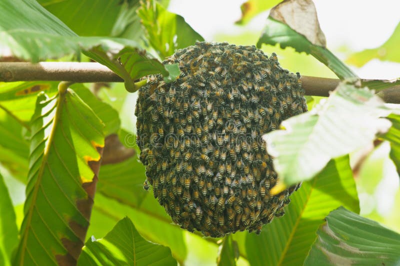 Honeycomb on tree. stock image. Image of tree, small - 57342619