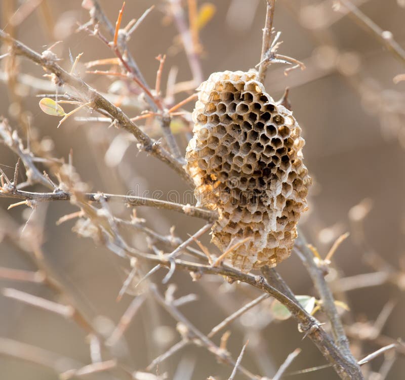 Honeycomb Wasp As a Background. Texture Stock Image - Image of design ...