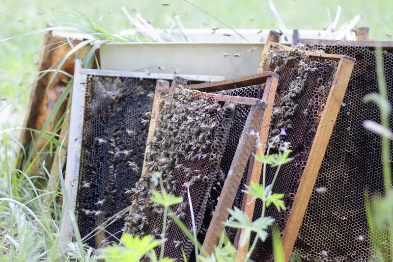 179 Broken Beehive Stock Photos - Free & Royalty-Free Stock Photos from ...