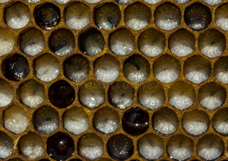 Larvae of bees stock image. Image of generation, development - 263937865