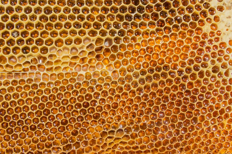 Honeycombs Filled with Honey Closeup Stock Photo - Image of cell ...