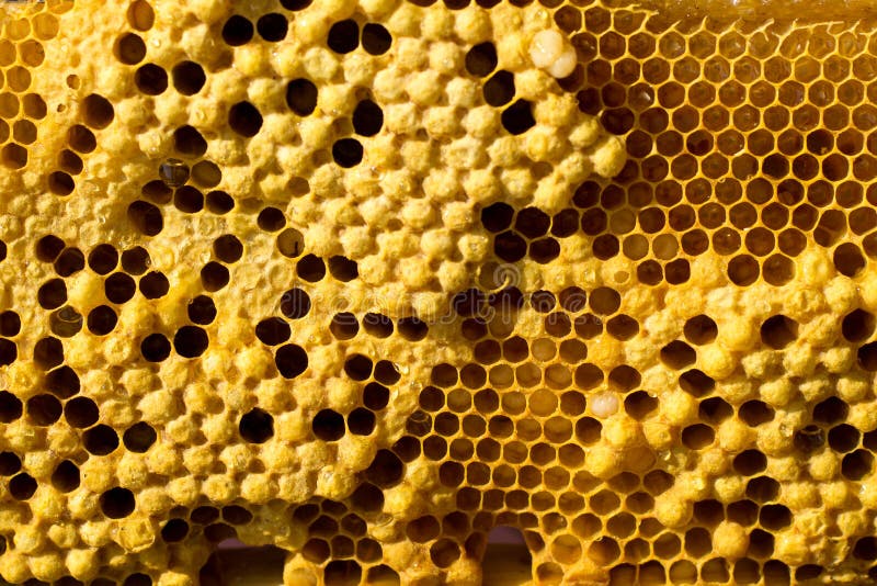 Honeycombs with Honey, Brood and Perga. Visible Shape, Larvae and Bee ...