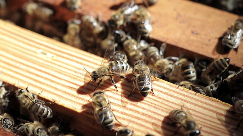 Honeycombs and Many Working Bees. Production of Natural Honey. Honey ...