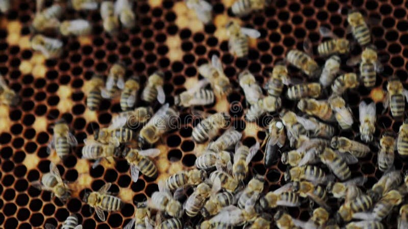 Honeycombs and Many Working Bees. Production of Natural Honey. Honey ...