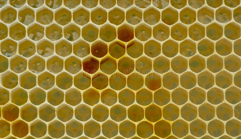 Pollen, Nectar and Honey in Combs Stock Photo - Image of macro, colony ...