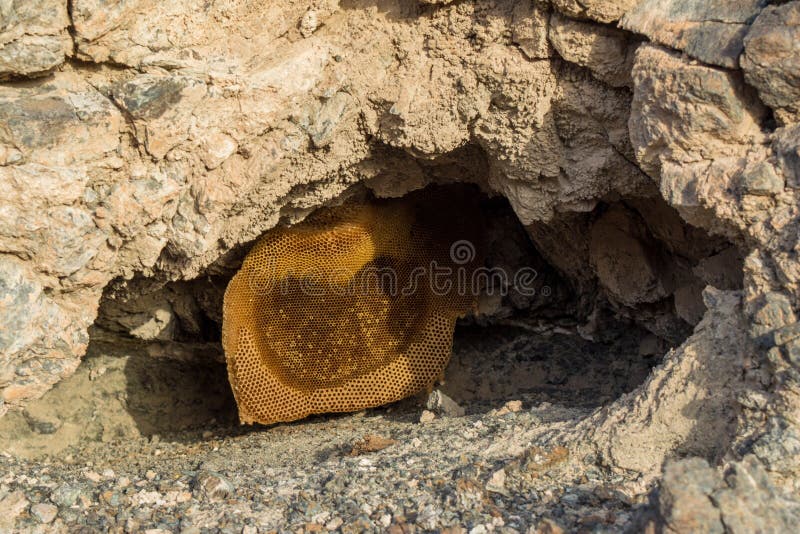 Honeycombs of Wild Bees in the Cave at the Mountains Stock Photo ...