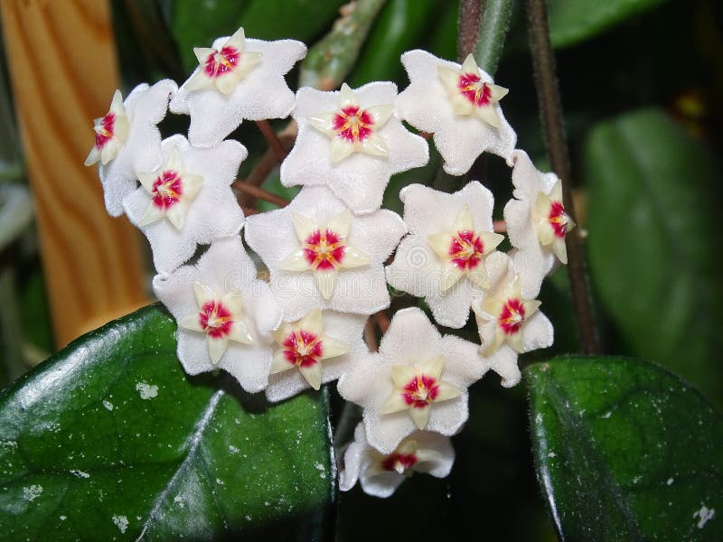 Honeyplant (Hoya Carnosa) Flower. Macro Honeyplant Stock Image - Image ...