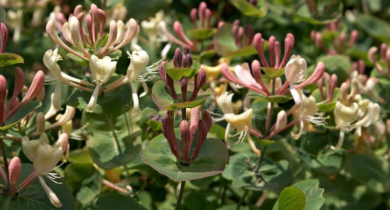 Honeysuckle stock image. Image of green, spring, flowers - 12900415