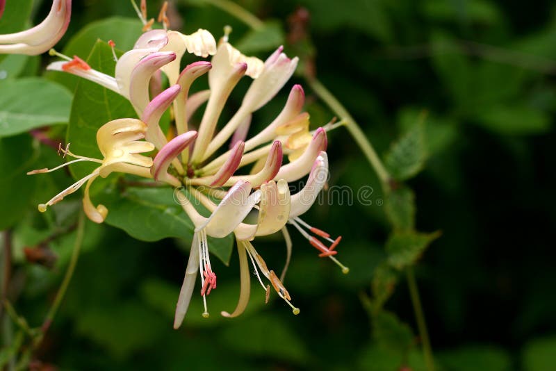Honeysuckle stock image. Image of petals, flowers, fragrant - 812803