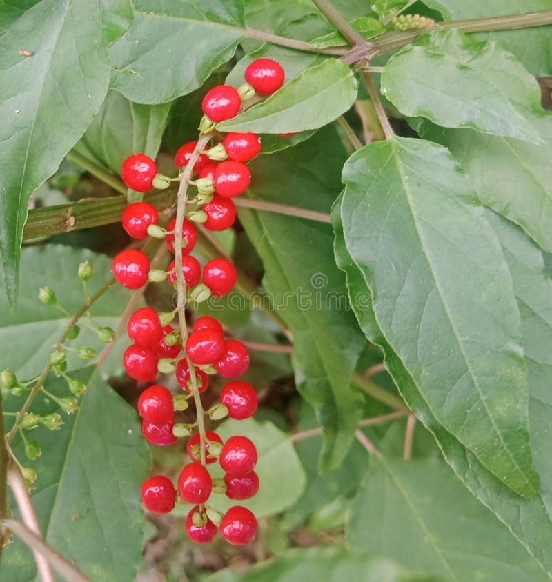Honeysuckle Berries are Small, Round and Bright Red Stock Photo - Image ...