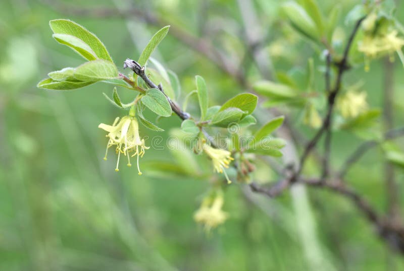 Honeysuckle Blooming Branch. Spring Garden Stock Image - Image of ...