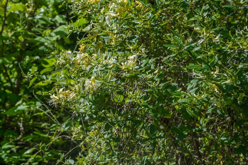 Honeysuckle Blossoms Background Stockfoto - Bild von angiosperme, grün ...