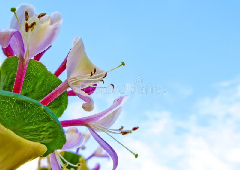 Honeysuckle on Blue Sky Background Stock Photo - Image of closeup ...