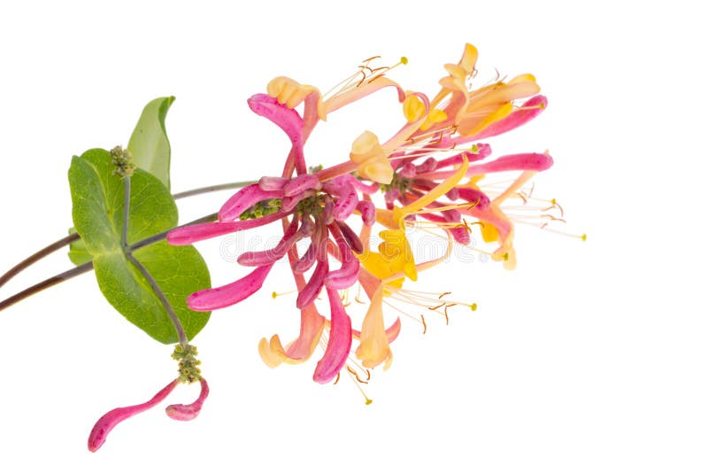 Honeysuckle Flower Isolated Stock Image - Image of stem, anther: 253180207