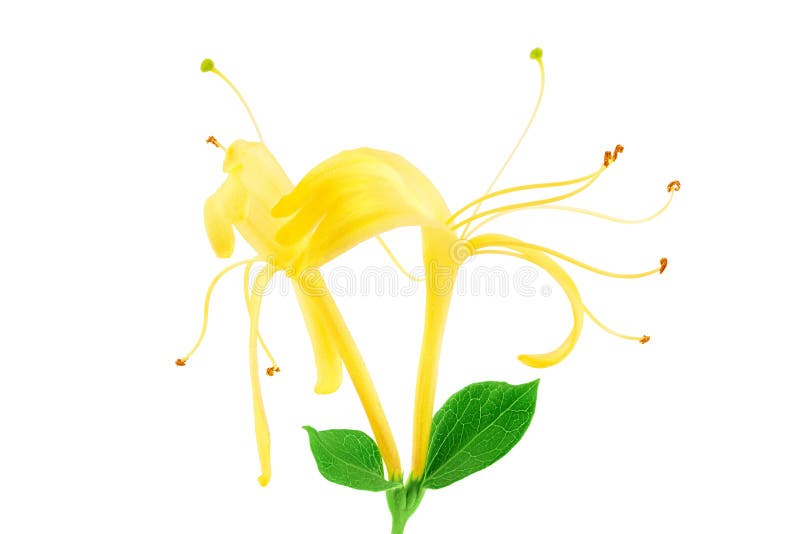Honeysuckle Flower Isolated on White Background with Full Depth of ...